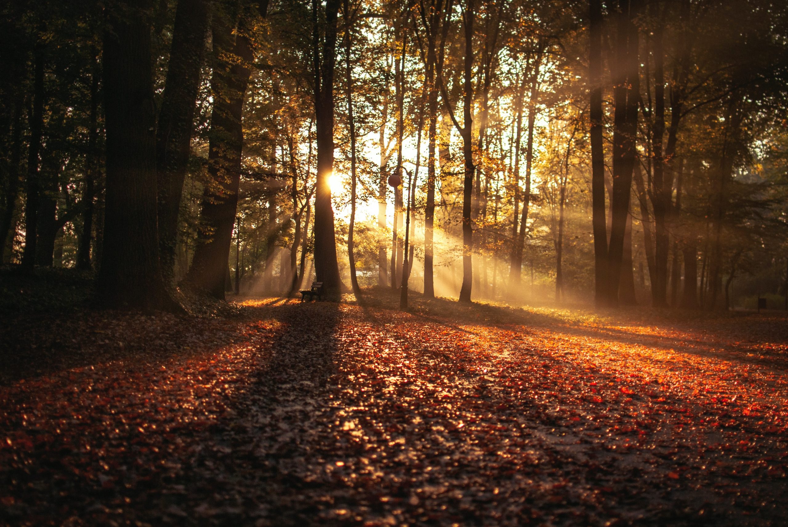 Peaceful Dwelling: Meditation Intensive | Zen Mountain Monastery
