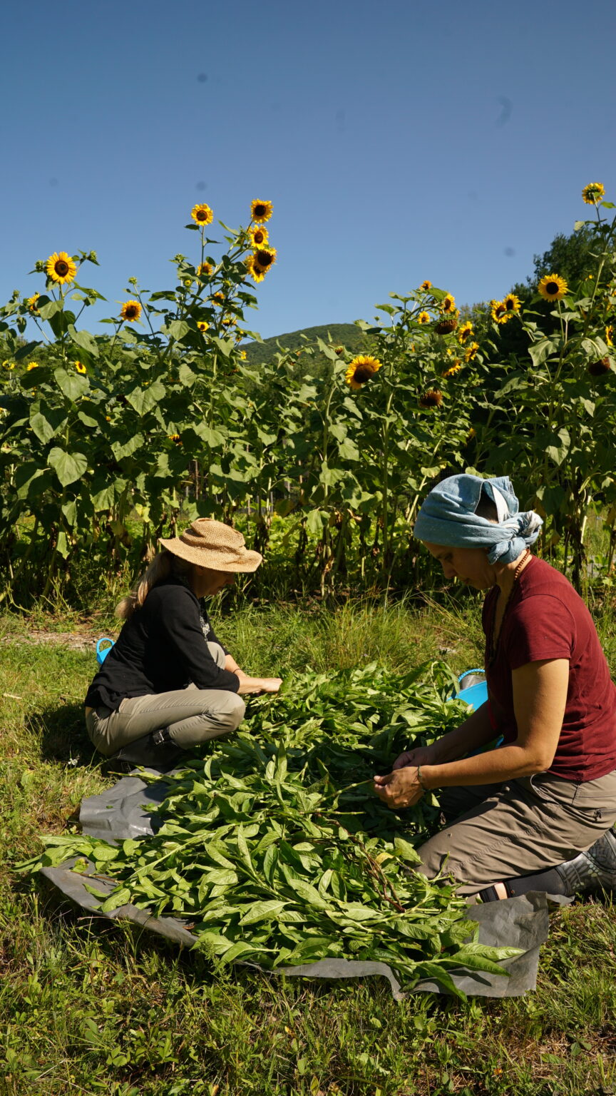 The Color of the Mountain: Dyeing as Sacred Craft